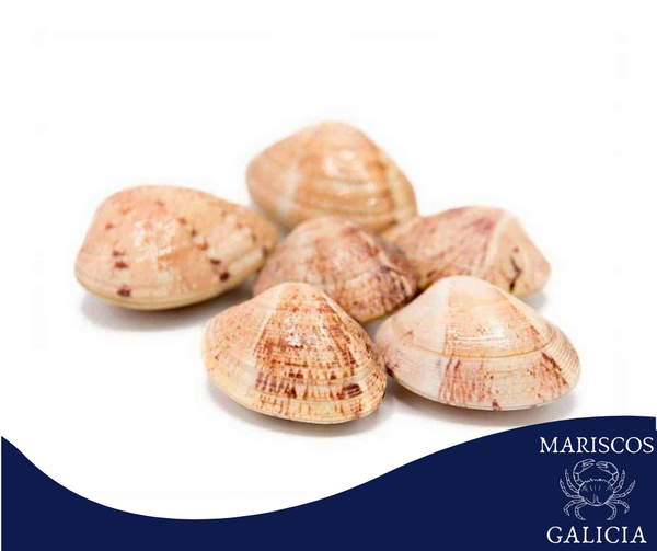 Comprar Almeja Roja Gallega | Mariscos Galicia